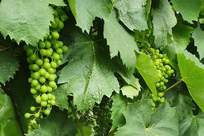 Guided Wine Tasting Experience in a Roman Vineyard - Since You Asked