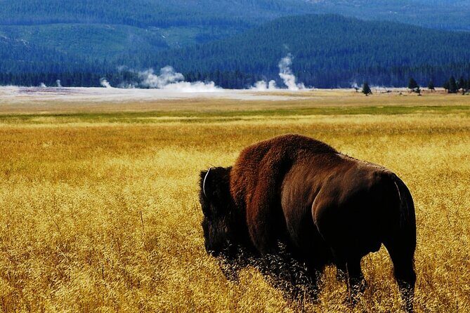 Guided Yellowstone Wildlife Tour - The Itinerary: What to Expect