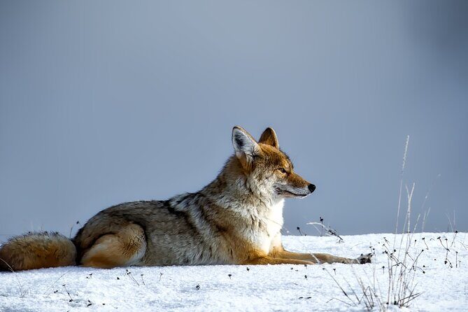Guided Yellowstone Wildlife Tour - The Guide: Elijah