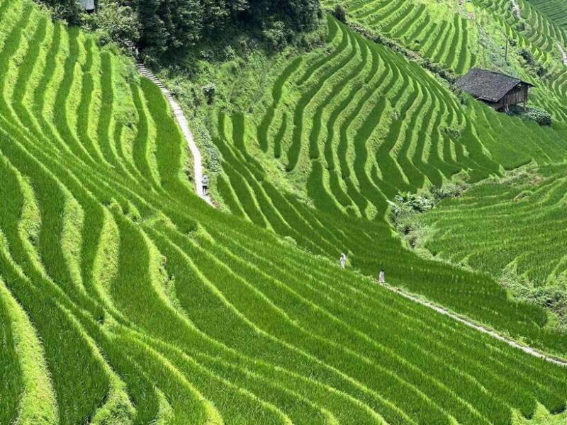 Guilin: Day tour of Longji Rice Terraces and Yangshuo - Final Thoughts