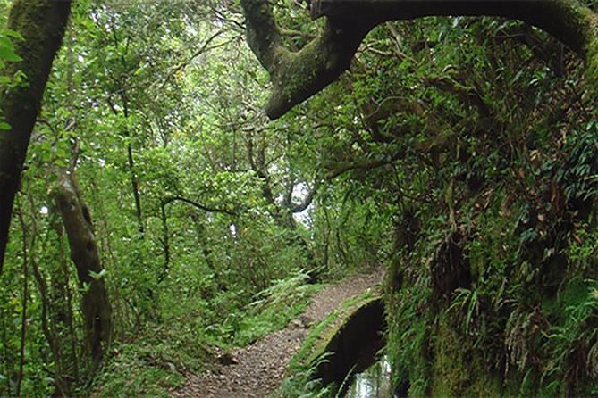 Guindaste Viewpoint - A-Framed Houses - Laurissilva Forest - A-Framed Houses