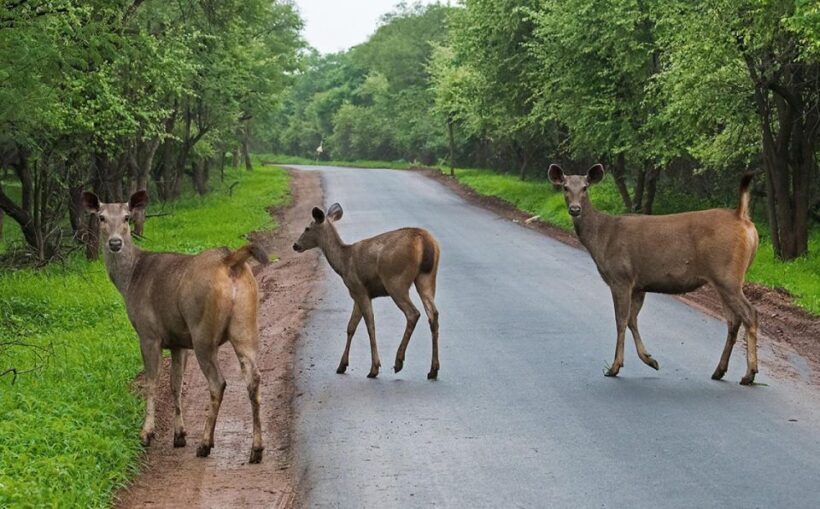 Gujarat: Devalia Park ( Devaliya ) Guided Jeep Safari - Exploring Devalia Park: What to Expect and Why It Matters