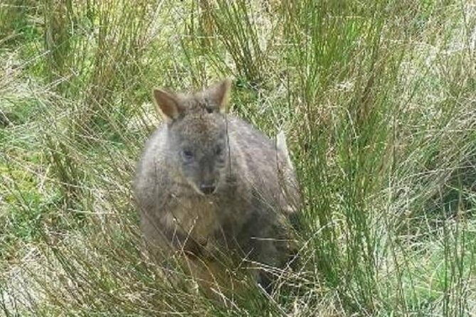 Gunns Pains Caves Sightseeing Tour - Discovering Tasmania’s Northwest Coast: An Overview