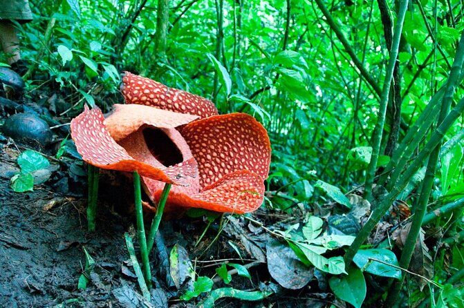 Gunung Gading National Park Tour - Introduction