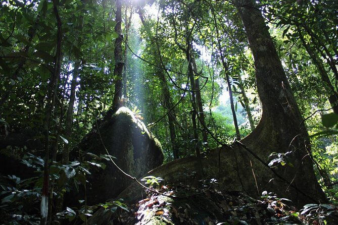 Gunung Gading National Park Tour - Authentic Experiences and Real Traveler Insights
