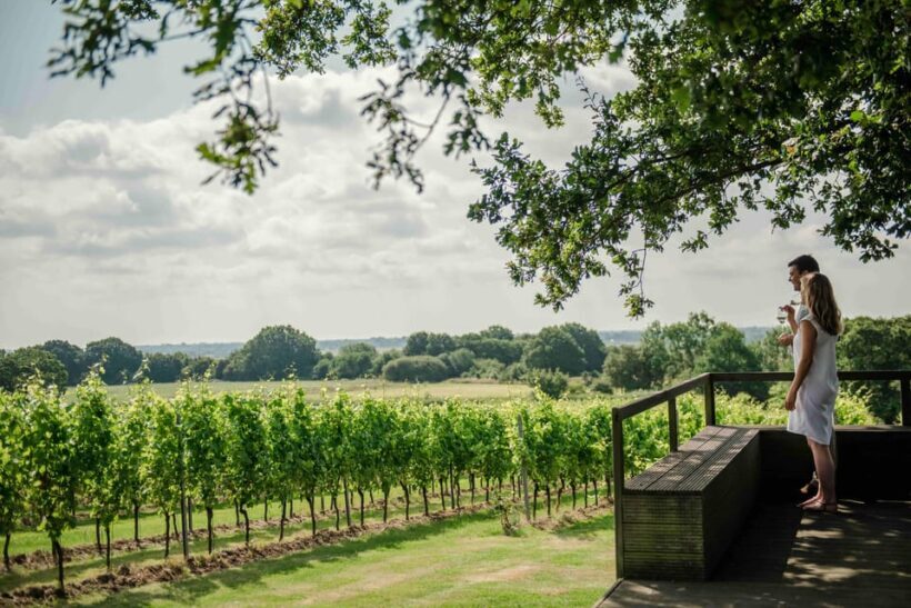 Gusbourne Wine Tasting 2pm - The Extras: Walking and Exploring