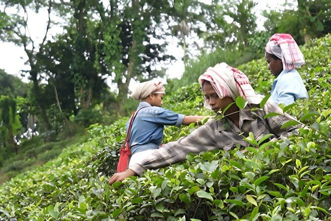 Guwahati Tea Garden tour @ Amchong - Key Points