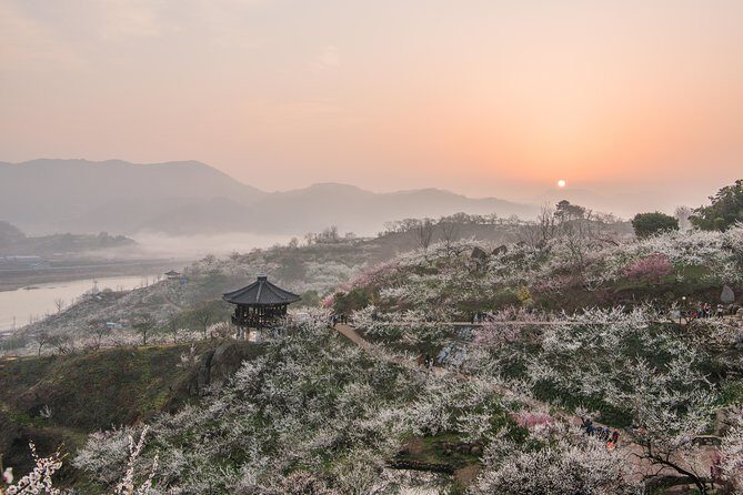 Gwangyang Maewha Flower and Jeonju Hanok Village 1 day trip from Seoul - The Itinerary in Detail