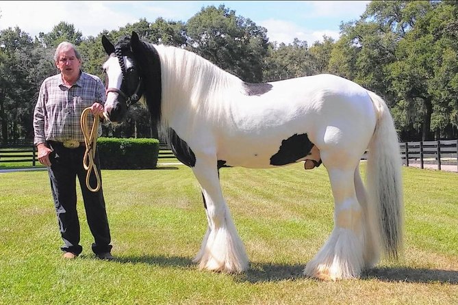 Gypsy Gold Horse Farm Tour - What to Expect During the Tour