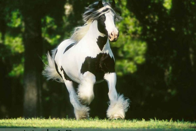 Gypsy Gold Horse Farm Tour - Authenticity and Value