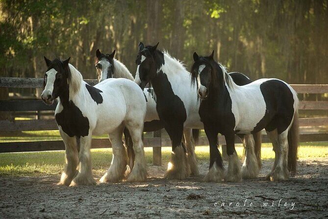 Gypsy Gold Horse Farm Walking Tour - Who Will Love This Tour?