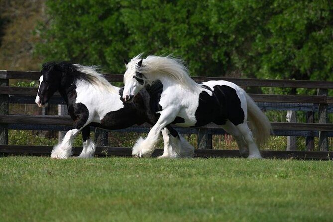 Gypsy Gold Horse Farm Walking Tour - The Sum Up