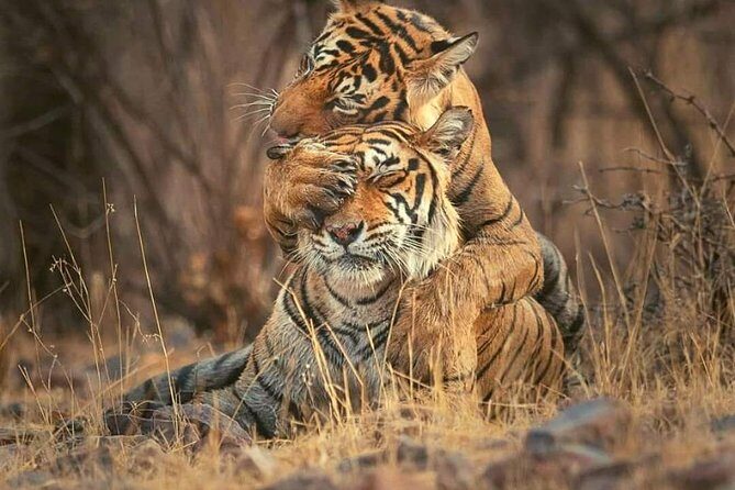 Gypsy Safari : Foreign National -Ranthambore Tiger Reserve - Authentic Encounters and Practical Insights