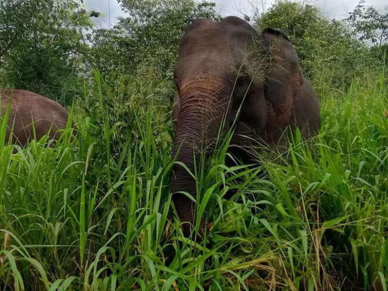 Habarana : Habarana Eco Park Elephant Safari Adventure - Itinerary and What to Expect