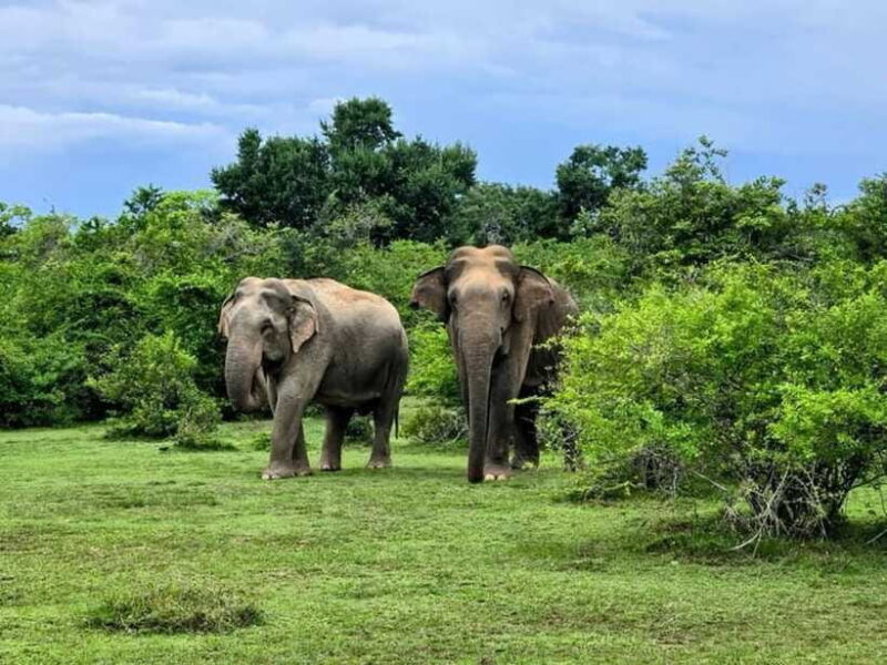 Habarana : Habarana Eco Park Elephant Safari Adventure - FAQs