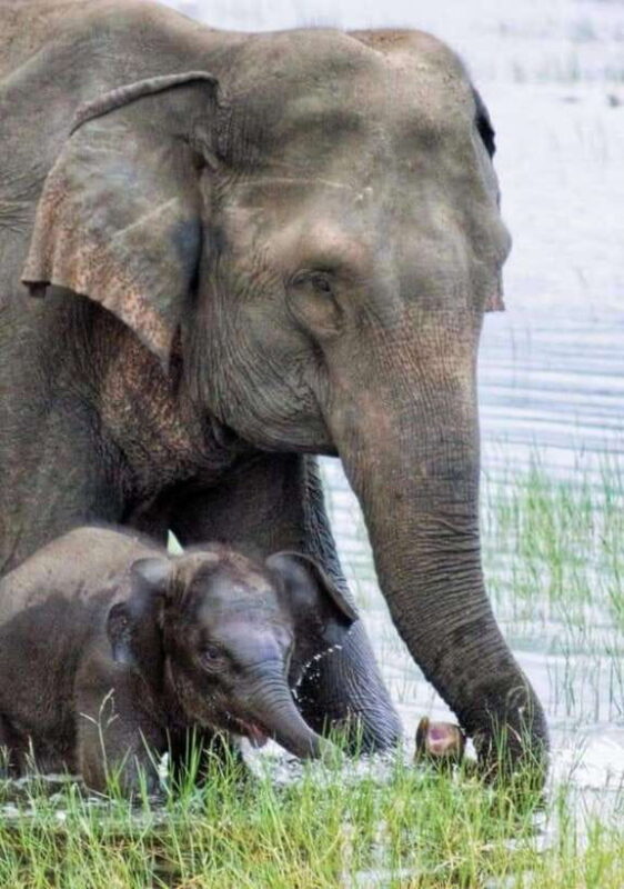 Habarana: Hurulu Eco Park Elephant Jeep Safari - The Practical Side: Costs, Booking, and Tips