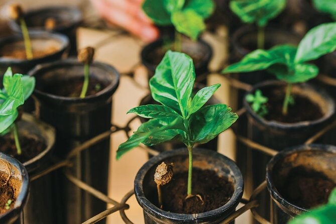 Hacienda Doka Coffee Experience Tour - Coffee Cultivation and Harvesting