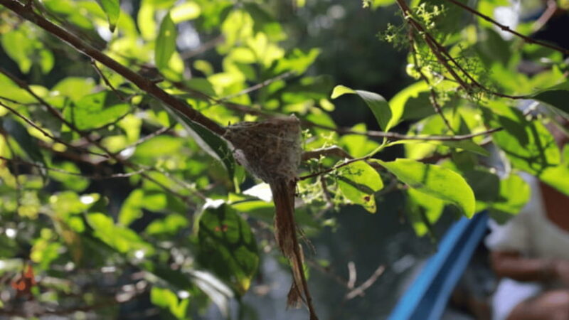 Haft Day from CanTho-LungNgocHoang: Visit Nature Reserved - The Itinerary Breakdown