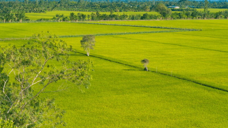 Haft Day from CanTho-LungNgocHoang: Visit Nature Reserved - Who Is This Tour Best For?