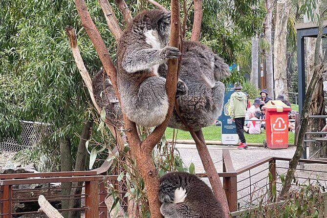 Hahndorf and Hills Wildlife Wonders - Who Will Love This Tour?