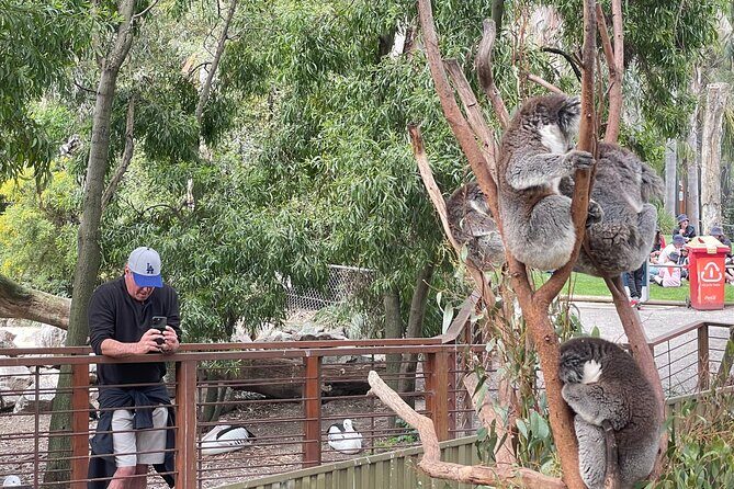 Hahndorf and Hills Wildlife Wonders - Final Words: Is It Worth It?