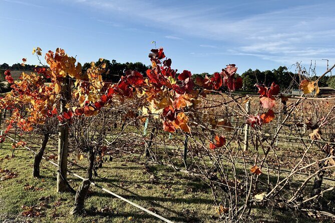 Hahndorf Private Day Tour with Wine Tastings in Adelaide Hills - The Final Word: Who Will Love This Tour?