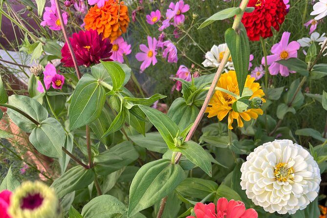 Haiku Butterfly Garden - 1st stop on the Road to Hana! - A Closer Look at the Tour Itinerary