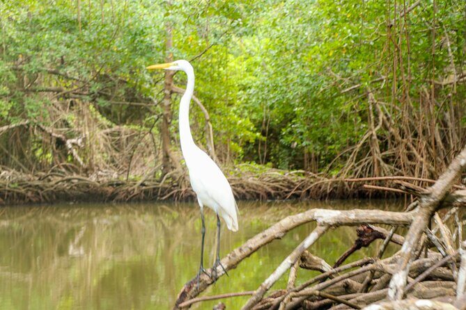 Haitises National Park and Montaña Redonda (Full Day) - What Travelers Are Saying