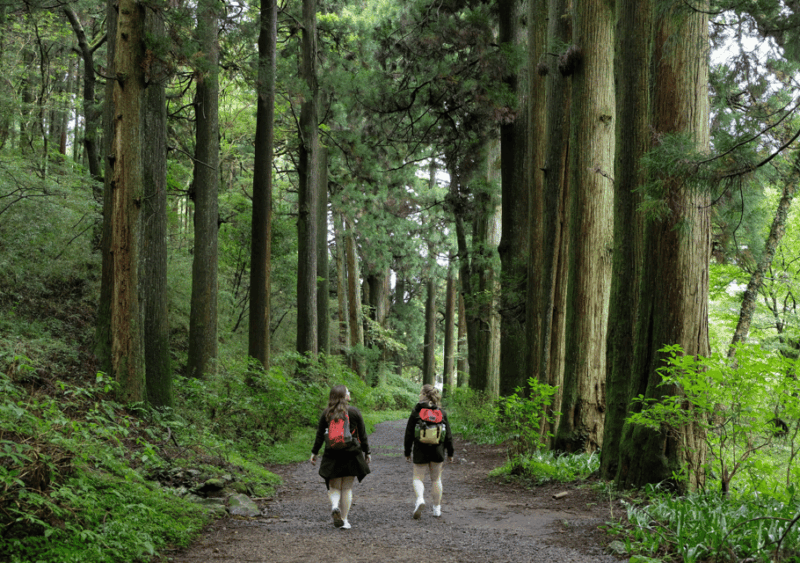Hakone Hachiri: Old Tokaido Highway Hiking Half-Day Tour - Lake Ashi Scenic Views