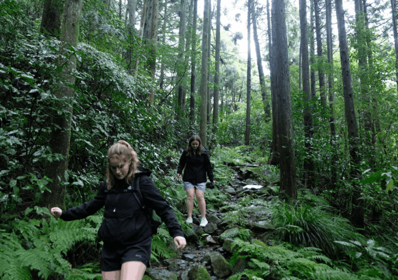 Hakone Hachiri: Old Tokaido Highway Hiking Tour - Taking in Hakones Natural and Cultural Wonders