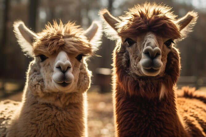 Halal - Central Mosque/Nami Island/Sheep Ranch /Morning Calm - Who Will Enjoy This Tour?