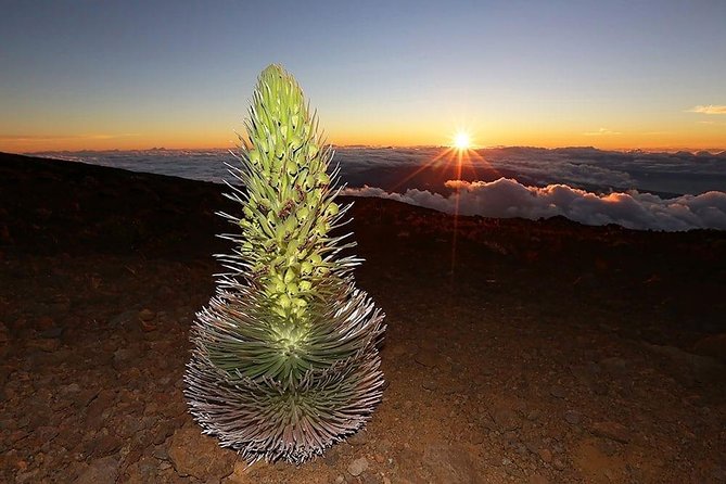 Haleakala Maui Sunset Twilight Tour with Dinner - The Sum Up: Is It Worth It?