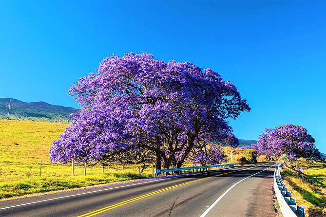 Haleakala Morning Best Guided Bike Tour with Bike Maui - Final Thoughts: Who Should Consider This Tour?