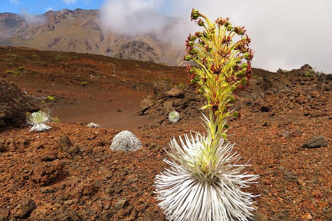 Haleakala Summit Best Self-Guided Bike Tour With Bike Maui - Scenic Views and Informative Guides