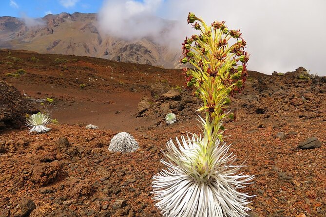 Haleakala Sunrise Best Self-Guided Bike Tour - Why Travelers Love This Tour