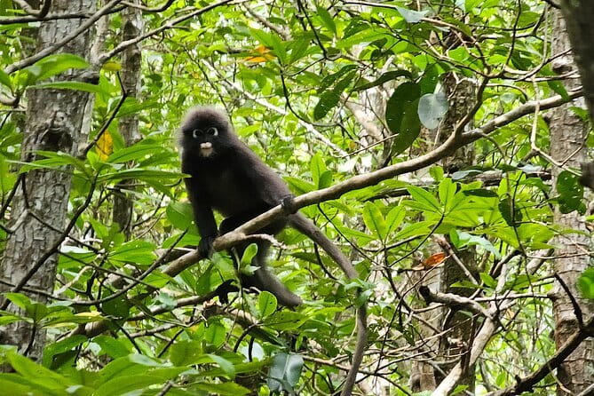 Half-day 4 Hours Kilim Mangrove Kayaking (Without hotel pickups) - The Experience from a Traveler’s Perspective