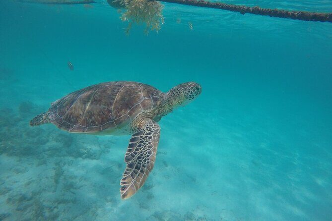 Half Day Akumal Beach Swim and Snorkel with Turtles Experience - Who Will Love This Tour?