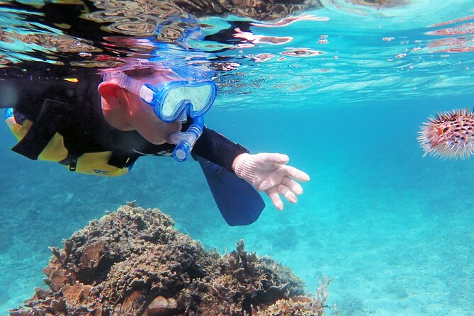 Half Day Amami Japan Boat Snorkeling Adventure - Health and Safety Requirements