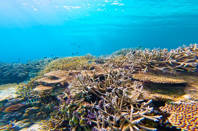 Half Day Amami Japan Boat Snorkeling Adventure - Common Questions