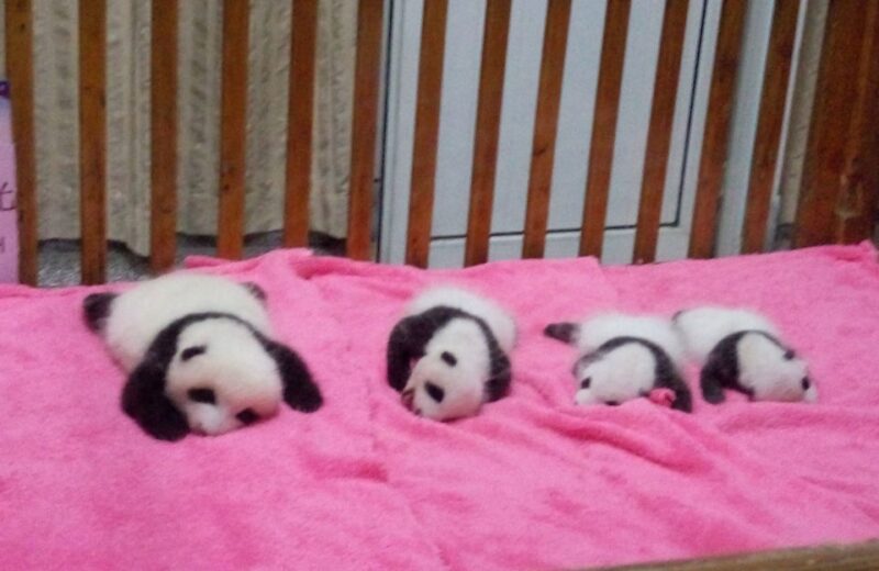 Half Day Amazing Chengdu Panda Base Trip - What Makes This Tour Stand Out?