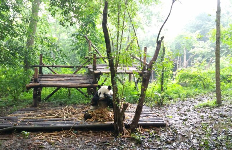 Half Day Amazing Chengdu Panda Base Trip - Practical Tips for Visitors