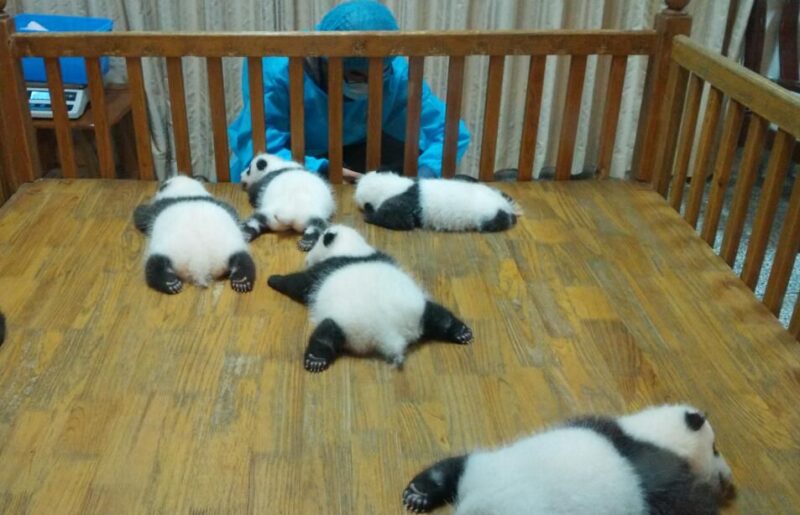 Half Day Amazing Chengdu Panda Base Trip - FAQ