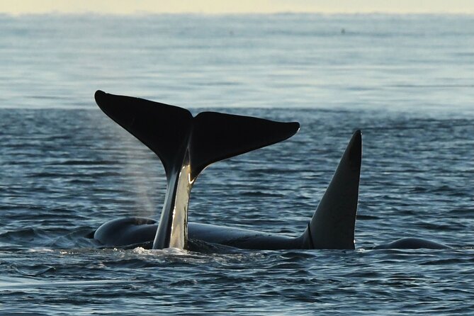 Half-Day Anacortes Whale and Wildlife Watching Guided Adventure - Key Points