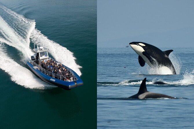 Half-Day Anacortes Whale and Wildlife Watching Guided Adventure - Exploring the Pacific Northwest Wildlife
