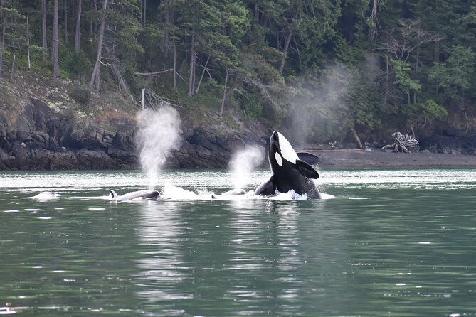 Half-Day Anacortes Whale and Wildlife Watching Guided Adventure - Spotting Orcas, Humpbacks, and Gray Whales