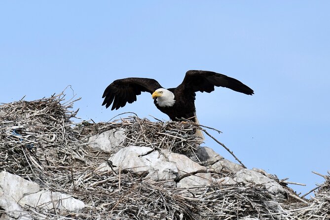 Half-Day Anacortes Whale and Wildlife Watching Guided Adventure - Scenic Views of the San Juan Islands