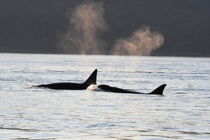 Half-Day Anacortes Whale and Wildlife Watching Guided Adventure - Included Amenities and Onboard Facilities
