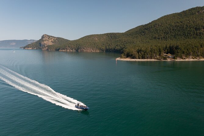 Half-Day Anacortes Whale and Wildlife Watching Guided Adventure - Positive Traveler Experiences and Feedback