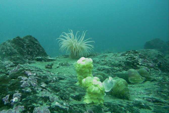 Half Day Arctic Fjord Cruise From Tromso - Pricing, Discounts, and Special Offers