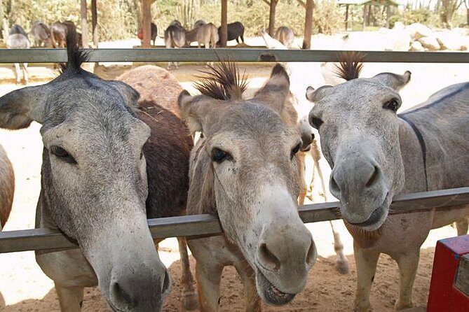 Half-Day Aruba Animal Sanctuary Guided Tour - Exploring the Half-Day Aruba Animal Sanctuary Guided Tour